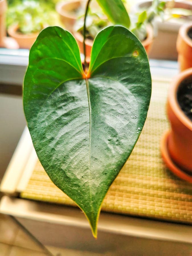 Vertical Shot of an Anthurium Leaf on a Pot Stock Image - Image of ...