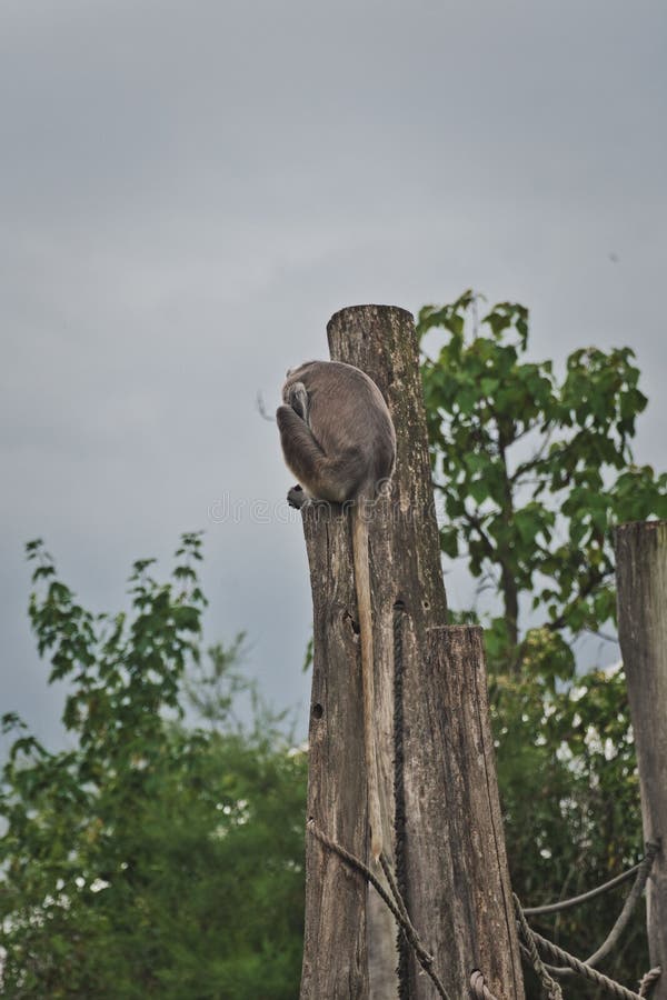 Vertical Shot of an Ape Climbing a Wooden Pole in a Zoo Stock Image ...