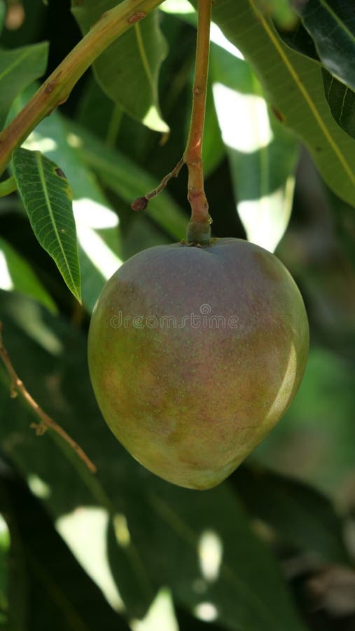 Vertical Shot of Apple Mango Hanging on Its Tree Stock Image - Image of ...