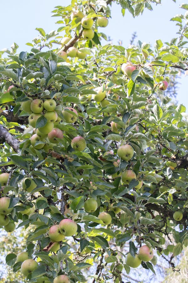 Vertical Shot of Apples on Tree Branches Stock Image - Image of food ...