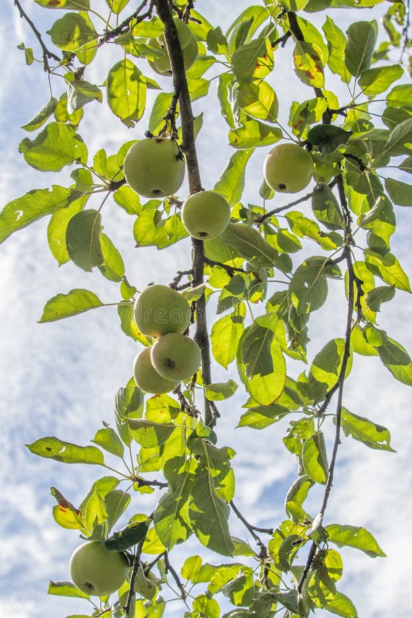Vertical Shot of Apples on Tree Branches Stock Image - Image of organic ...