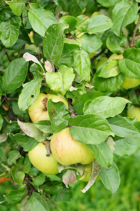 Vertical Shot of Apples on Tree Branches Covered in Leaves Under the ...