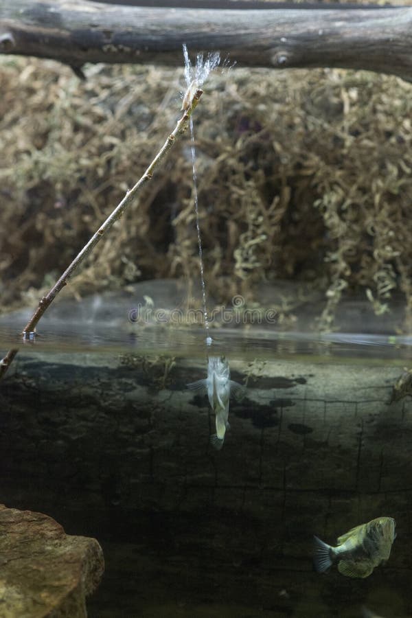 Vertical Shot of an Archer Fish Shooting Water and Attacking an Insect ...