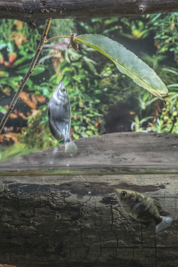 Vertical Shot of an Archer Fish Shooting Water and Attacking an Insect ...