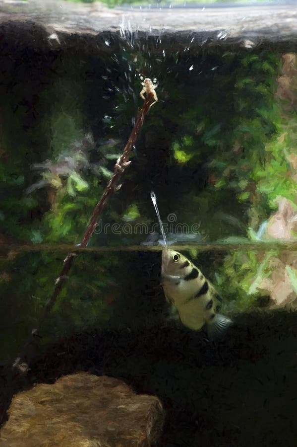 Vertical Shot of an Archer Fish Shooting Water and Attacking an Insect ...