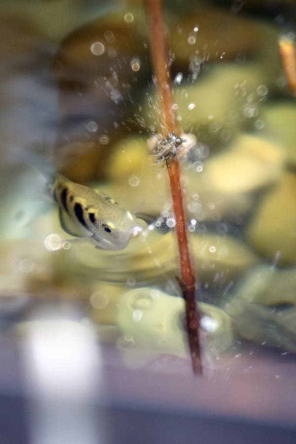 Vertical Shot of an Archer Fish Shooting Water and Attacking an Insect ...