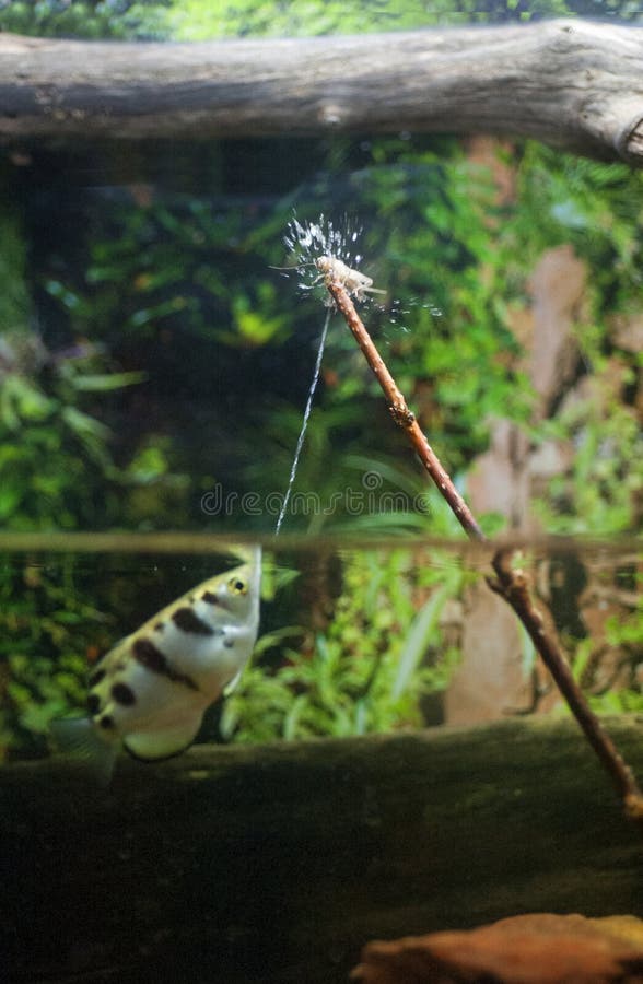 243 Archer Fish Stock Photos - Free & Royalty-Free Stock Photos from ...