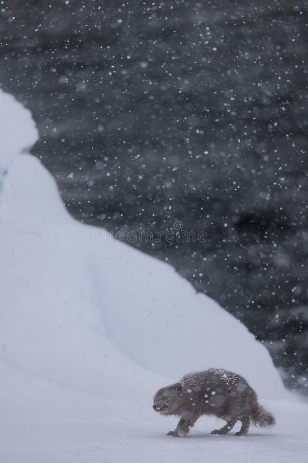 Vertical Shot of an Arctic Fox in the Snow Stock Photo - Image of ...