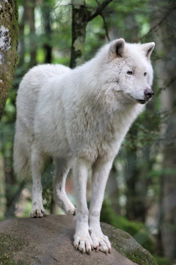 Vertical Shot of an Arctic Wolf Stock Photo - Image of closeup, forest ...