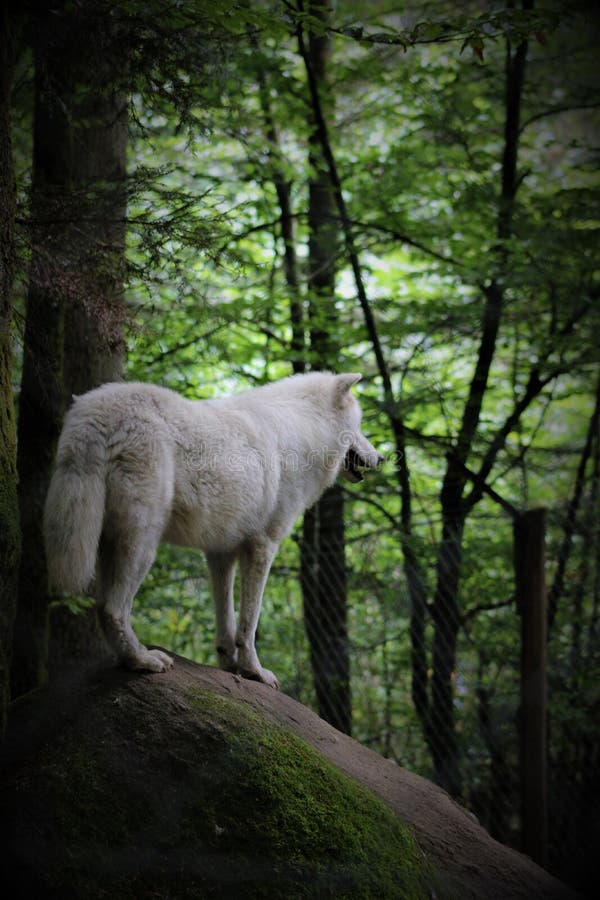 Vertical Shot of an Arctic Wolf Stock Image - Image of carnivore ...