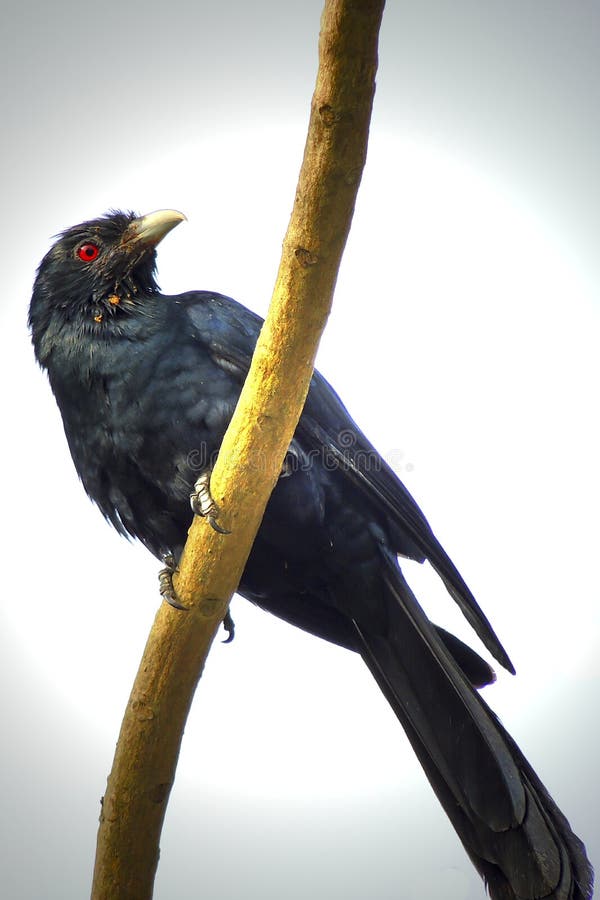 Vertical Shot of an Asian Koel Cuckoo Bird Perched on a Tree Branch ...