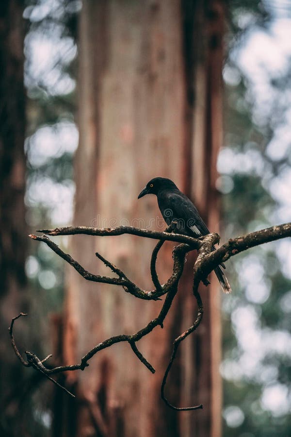 Vertical Shot of an Australian Bird on a Tree in a Forest Stock Image ...