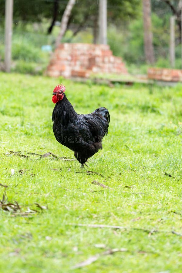 Vertical Shot of an Australorp on a Farm Field Covered in Greenery with ...
