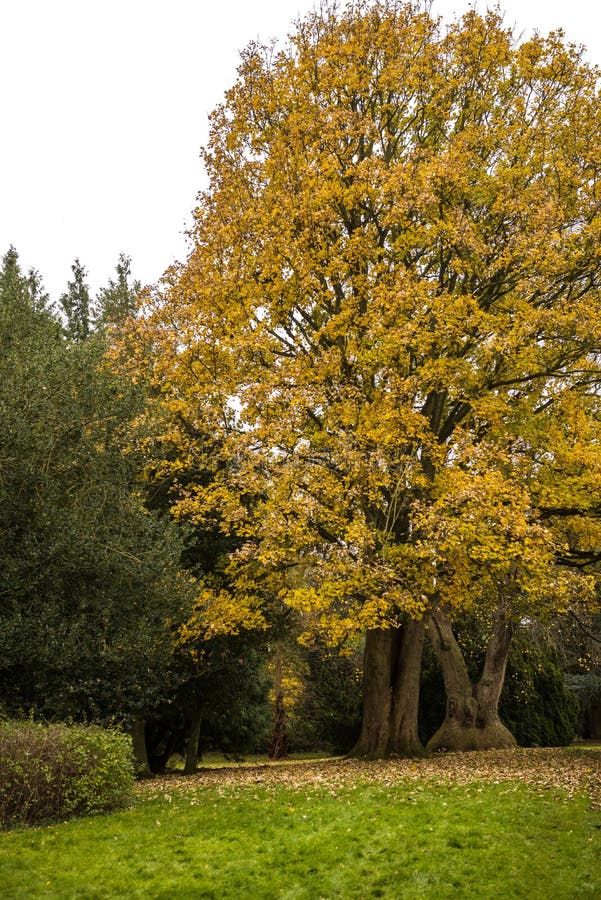 Vertical Shot of Autumn Trees in Delepre Abbey, Northampton Stock Image ...