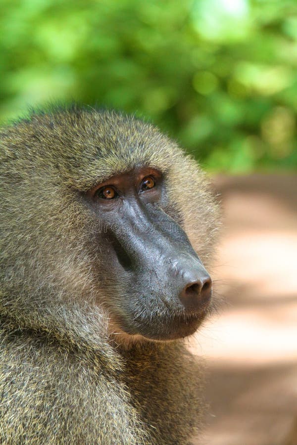 Vertical Shot of a Baboon Looking in the Camera in the Wild, Africa ...