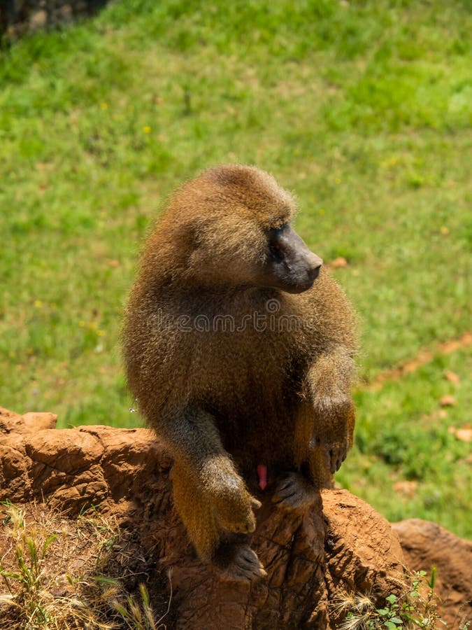 Vertical Shot of a Baboon Standing on a Brown Stone and Looking To the ...