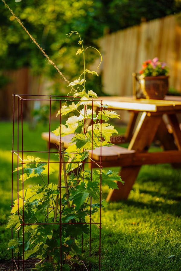 Vertical Shot of a Baby Grapevine in the Backyard Stock Photo - Image ...