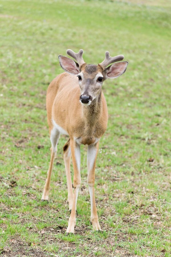 Vertical Shot of a Baby Key Deer in a Green Grass Stock Photo - Image ...