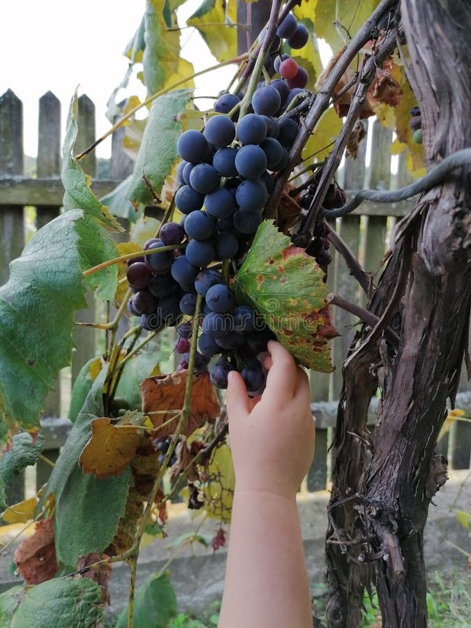 Vertical Shot of a Baby Picking Grapes from a Tree Stock Photo - Image ...