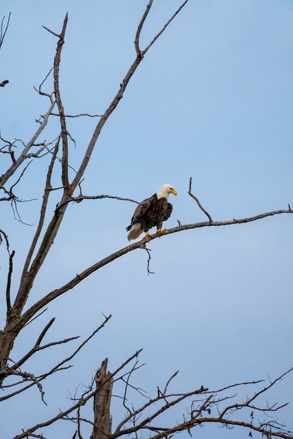 Vertical Shot of a Bald Eagle Perched on a Tree Branch Stock Image ...