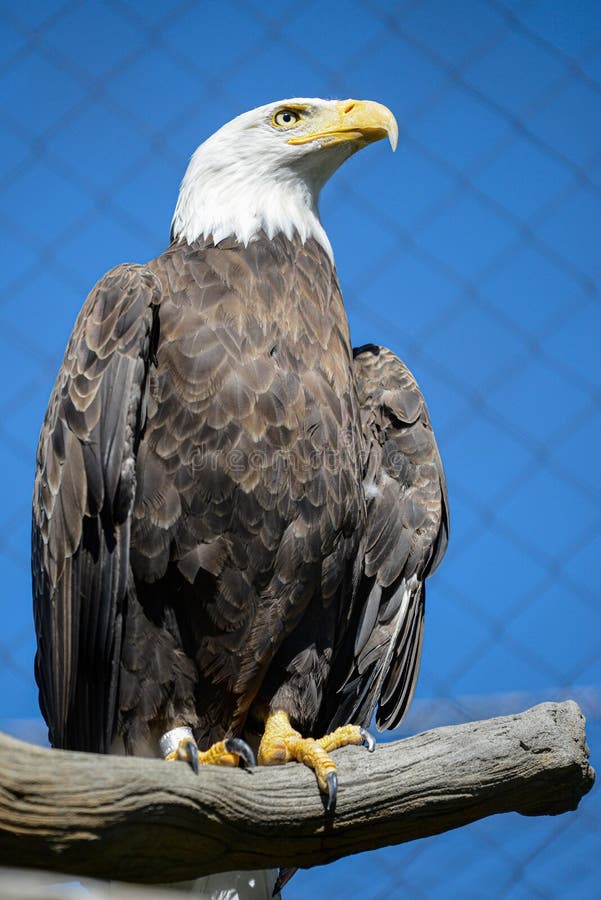 Vertical Shot of a Bald Eagle Perched on a Tree Branch in a Zoo Under ...