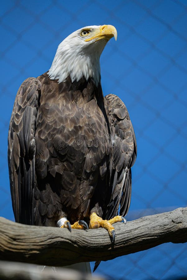 Vertical Shot of a Bald Eagle Perched on a Tree Branch in a Zoo Under ...