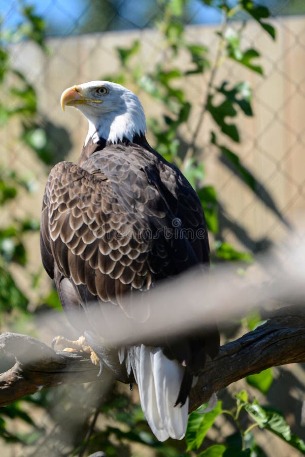 Vertical Shot of a Bald Eagle Perched on a Tree Branch in a Zoo Under ...