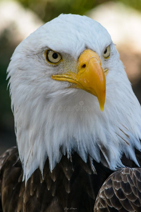 Vertical Shot of a Bald Eagle with the View To One Side. Stock Photo ...
