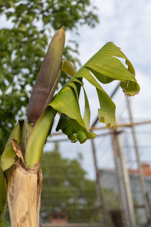 Vertical Shot of a Banana Plant with Flower Spike in the Spring Time ...
