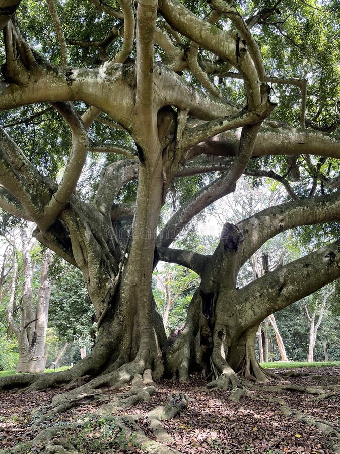 Vertical Shot of Banyan Tree Roots Outdoors during Daylight Stock Image ...
