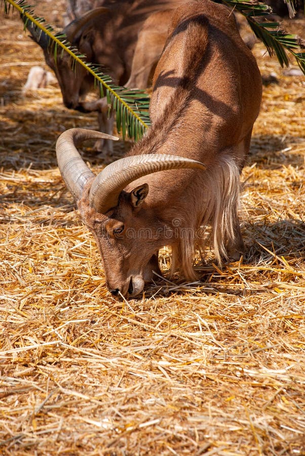 Vertical Shot of a Barbary Sheep Grazing on a Dry Field Stock Photo ...