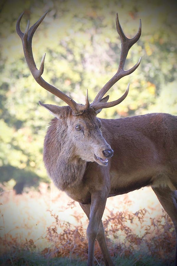 Vertical Shot of a Barbary Stag Deer in the Field Stock Image - Image ... Vertical Shot of a Barbary Stag Deer in the Field Stock Image - Image ...