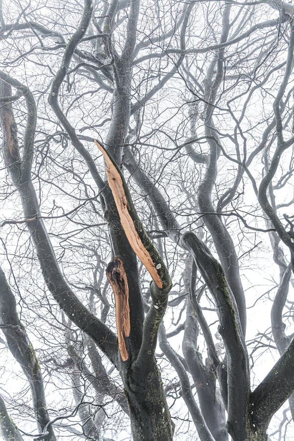Vertical Shot of the Bare Tree with Broken Branches in Winter during ...