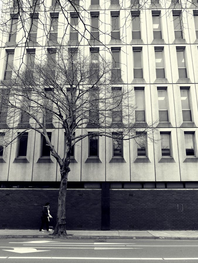 Vertical Shot of a Bare Tree in Front of a Building in Hobart, Tasmania ...