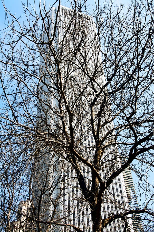 Vertical Shot of a Bare Tree in Front of a High-rise Building in ...