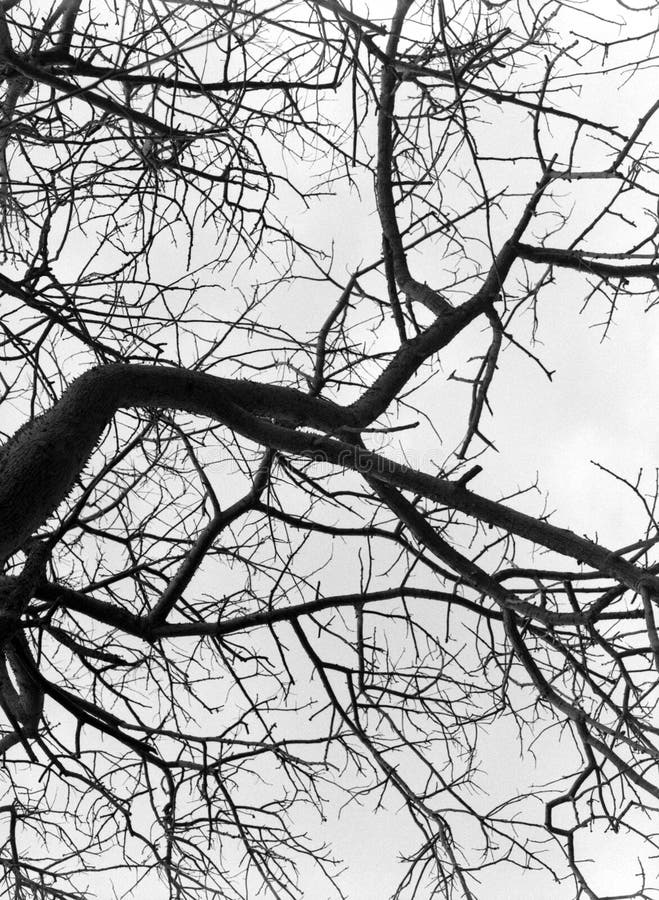 Vertical Shot of a Bare Tree in Grayscale Stock Image - Image of branch ...