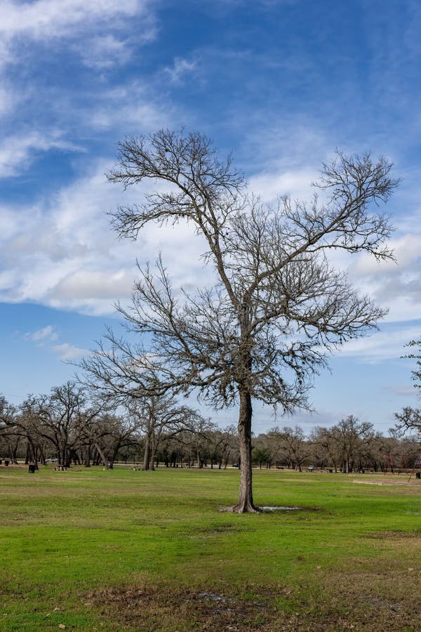 Vertical Shot of the Bare Tree in the Park Full of Trees in the Daytime ...