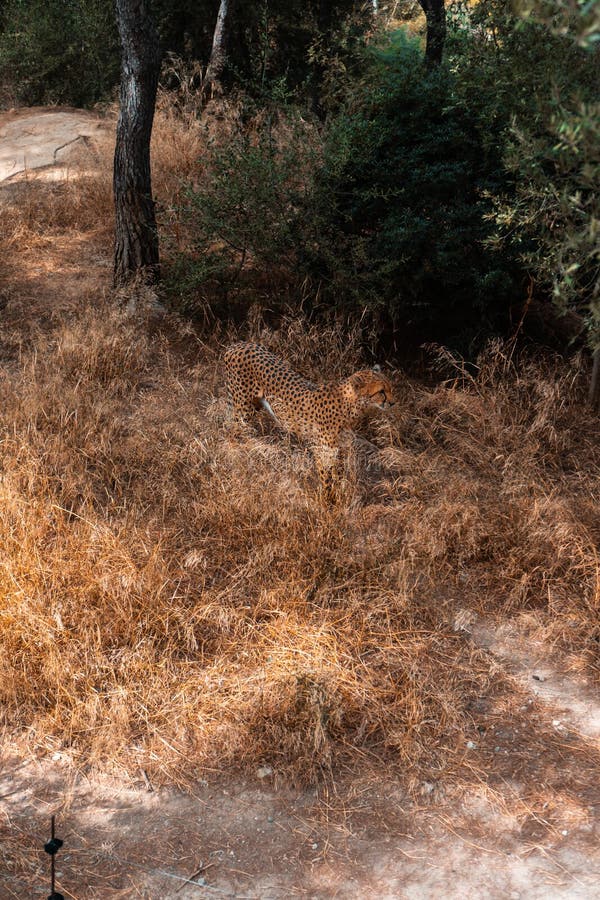 Vertical Shot of a Barely Visible Leopard in Dried Grass Stock Photo ...