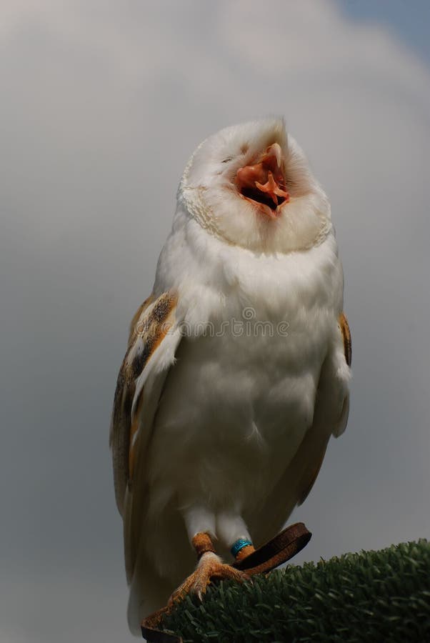 Vertical Shot of a Barn Owl Eating a Chicken Leg Stock Image - Image of ...
