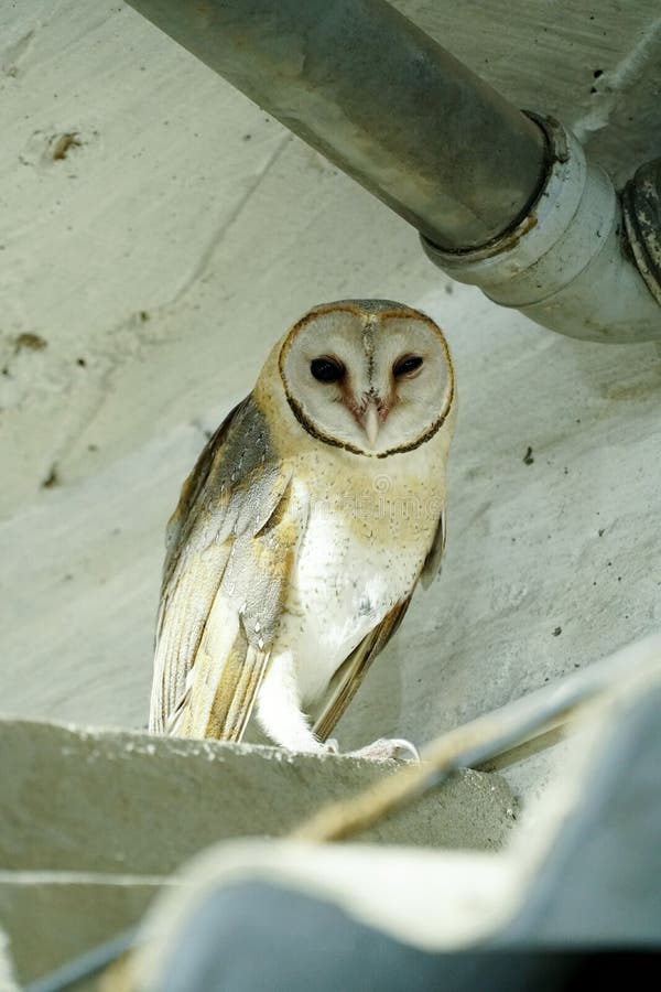 Vertical Shot of a Barn Owl Perched on a Concrete Surface Stock Photo ...