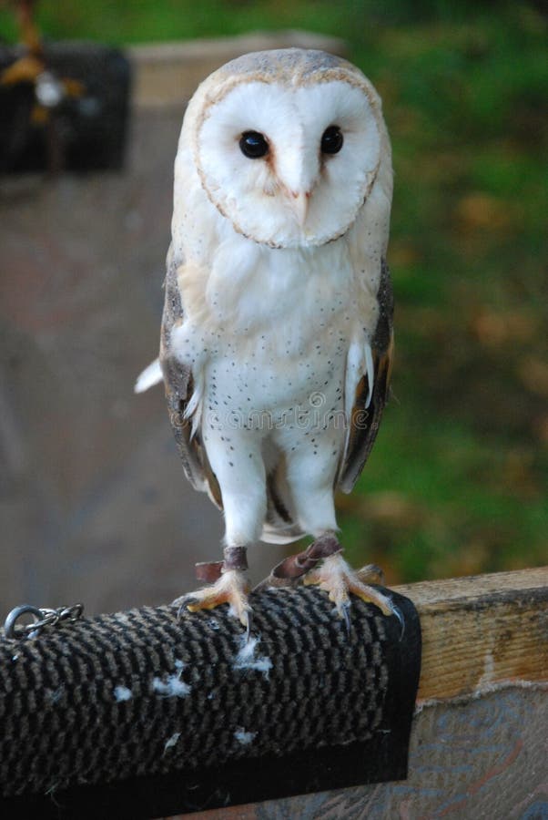 Vertical Shot of a Barn Owl Standing on a Fabric Surface with a Blurred ...