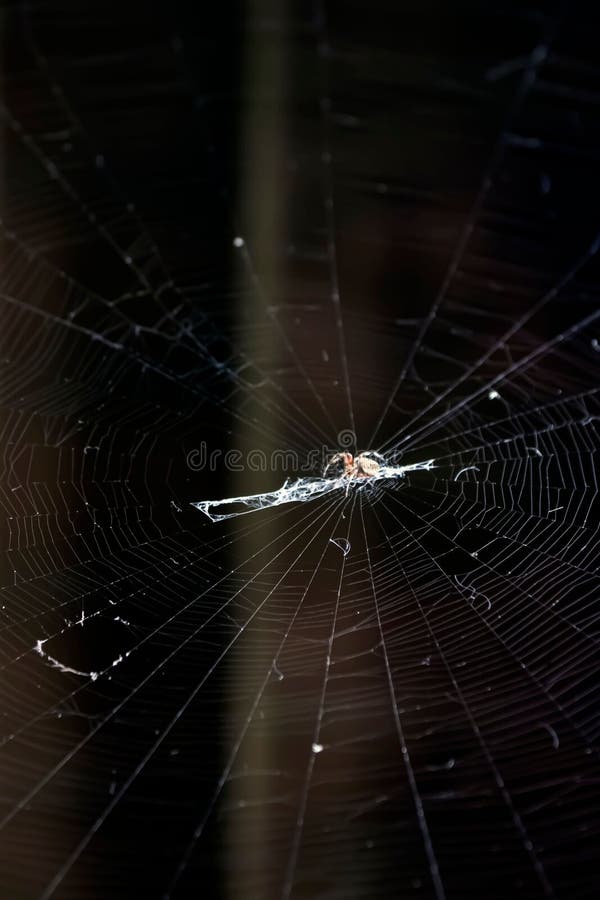 Vertical Shot of a Barn Spider on the Cobweb Against the Blurry Dark ...
