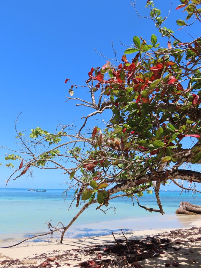 Vertical Shot of a Beach in Costa Rica Stock Image - Image of coast ...