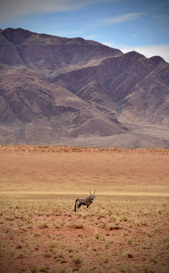 Vertical Shot of a Beautiful Antelope in a Desert Stock Photo - Image ...