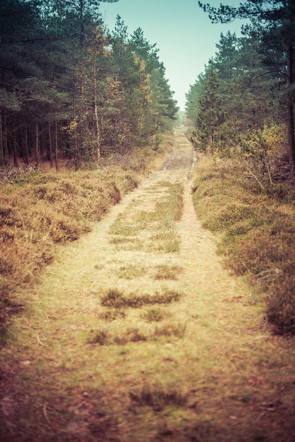 Vertical Shot of a Beautiful Autumn Forest Scenery Under the Clear Sky ...