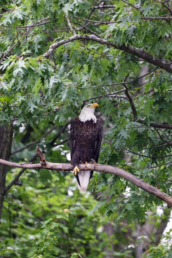 Vertical Shot of a Beautiful Bald Eagle Perched on a Branch in a Tree ...