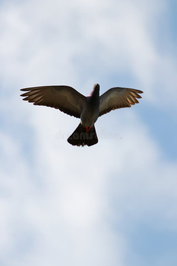 Vertical Shot of a Beautiful Bird Flying in a Cloudy Sky Stock Image ...