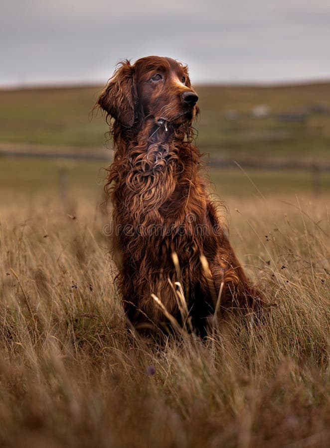 Vertical Shot of a Beautiful Brown Irish Setter Dog in the Field Stock ...