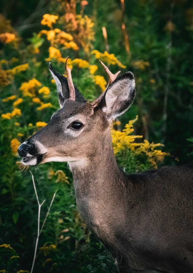Vertical Shot of a Beautiful Buck in the Nature Stock Image - Image of ...