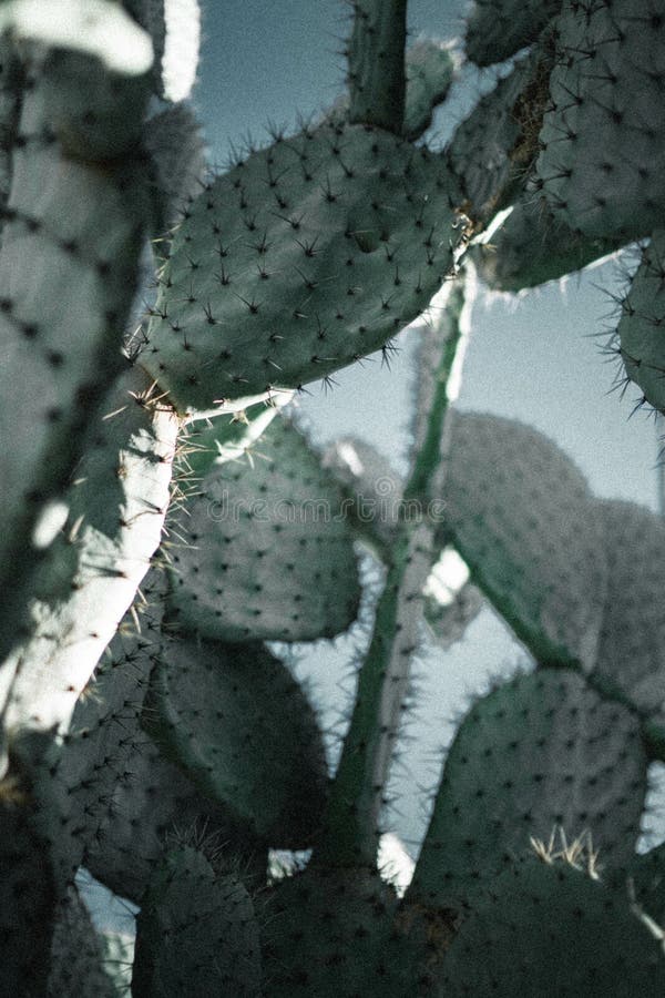 Vertical Shot of a Beautiful Cactus Growing in the Garden Stock Image ...